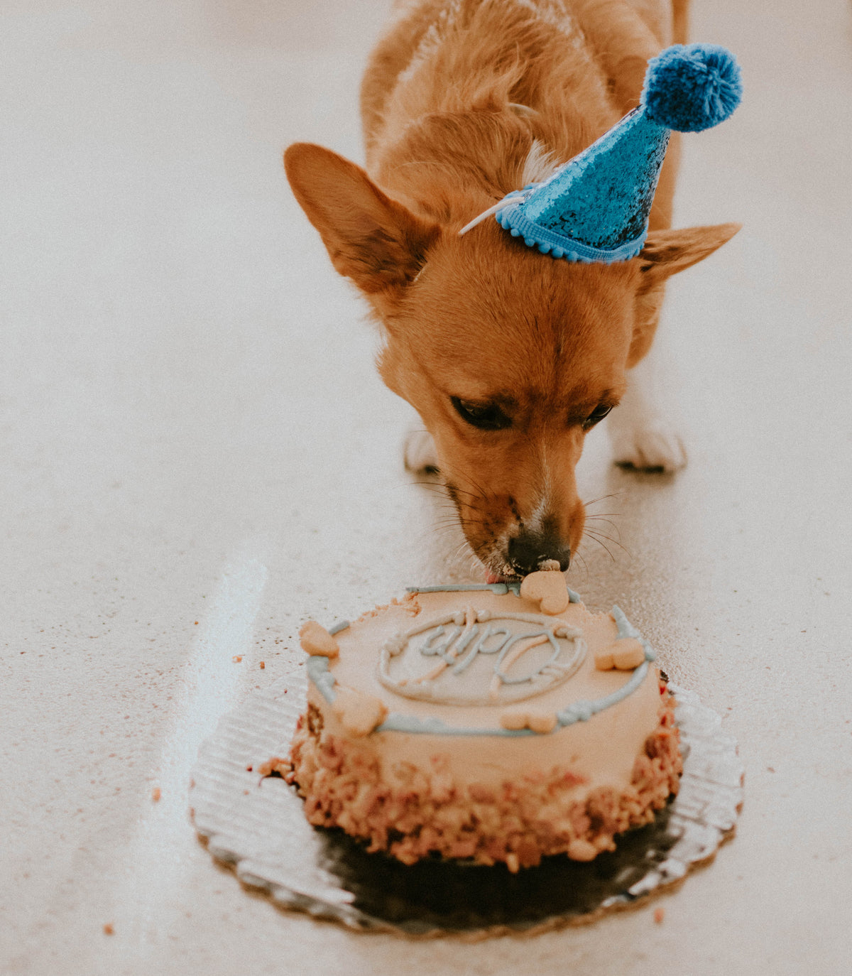 Butterfly Barkery – Butterfly Bakery